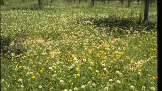 White Clover | Sustainable Agriculture Research & Education Program