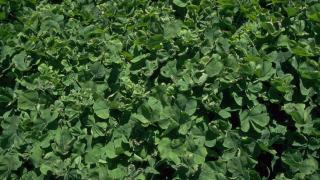 Subterranean Clovers | Sustainable Agriculture Research & Education Program