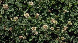 White Clover | Sustainable Agriculture Research & Education Program