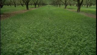 Subterranean Clovers | Sustainable Agriculture Research & Education Program